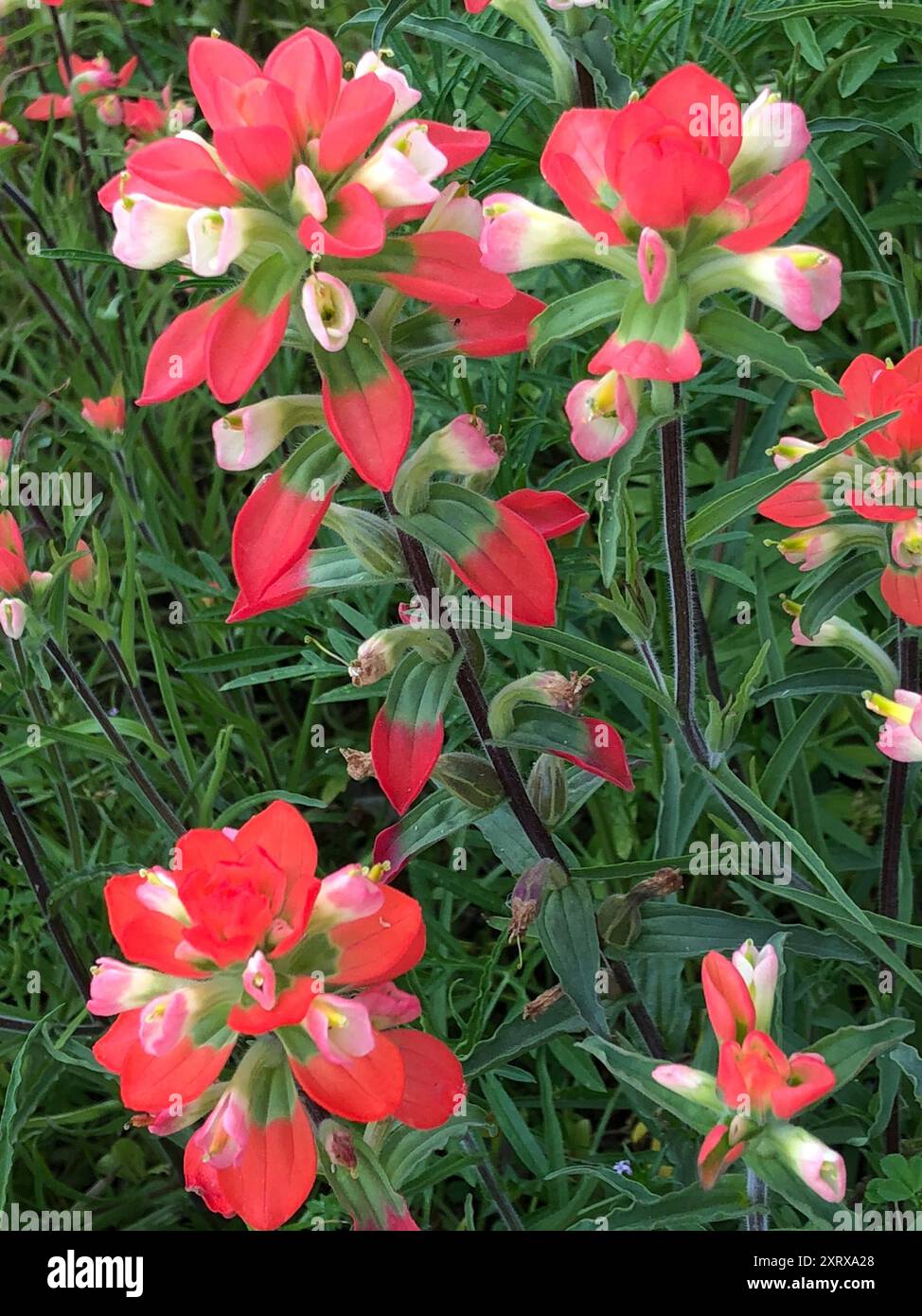Texas Paintbrush (Castilleja indivisa) Plantae Stock Photo - Alamy
