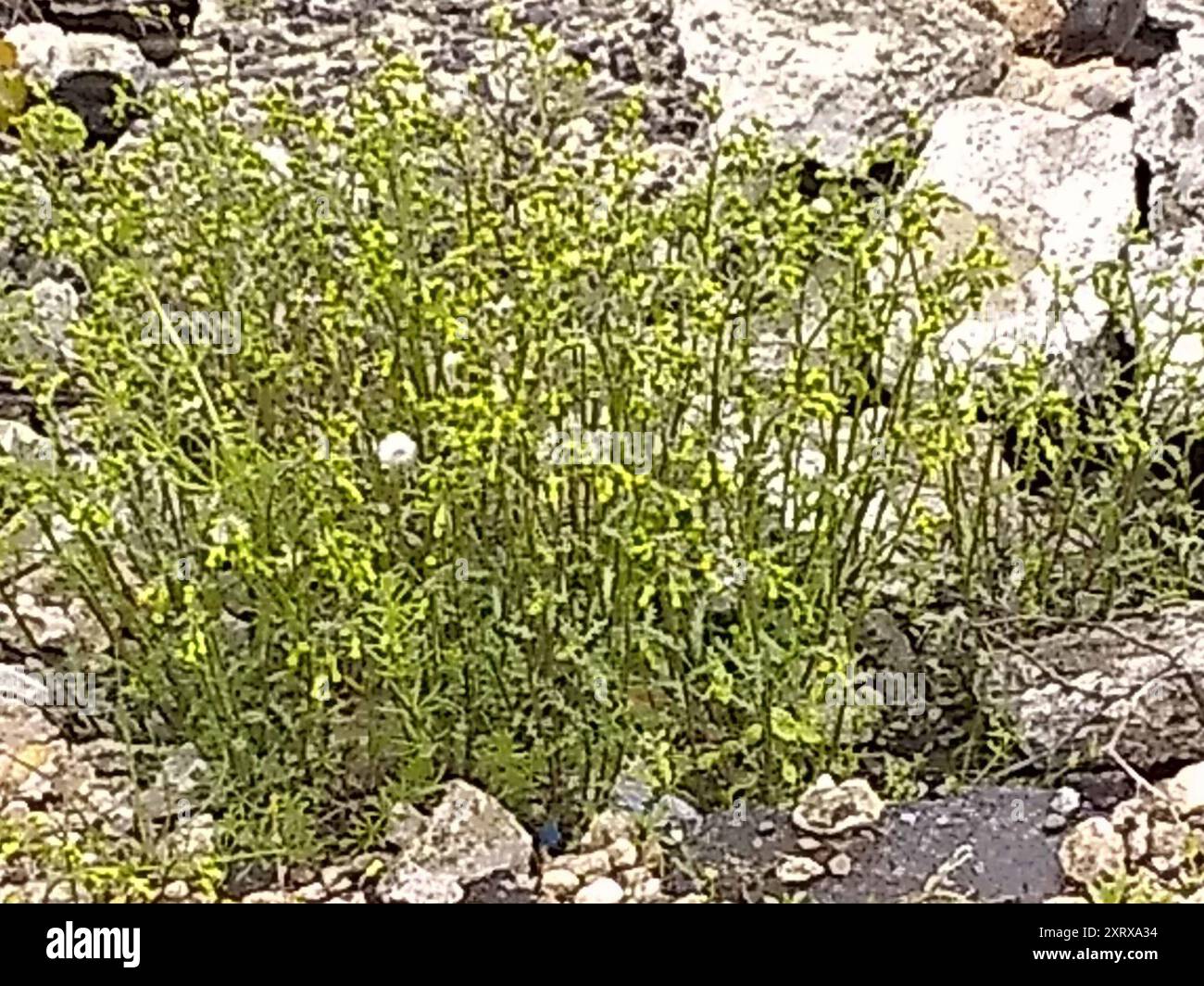 common groundsel (Senecio vulgaris) Plantae Stock Photo - Alamy