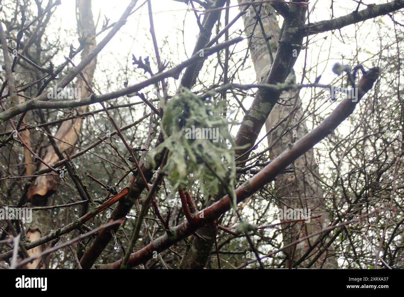 Oakmoss (Evernia prunastri) Fungi Stock Photo - Alamy
