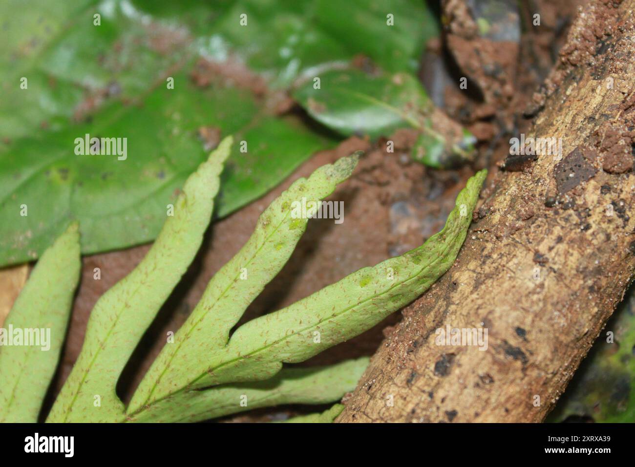 polypody family (Polypodiaceae) Plantae Stock Photo - Alamy