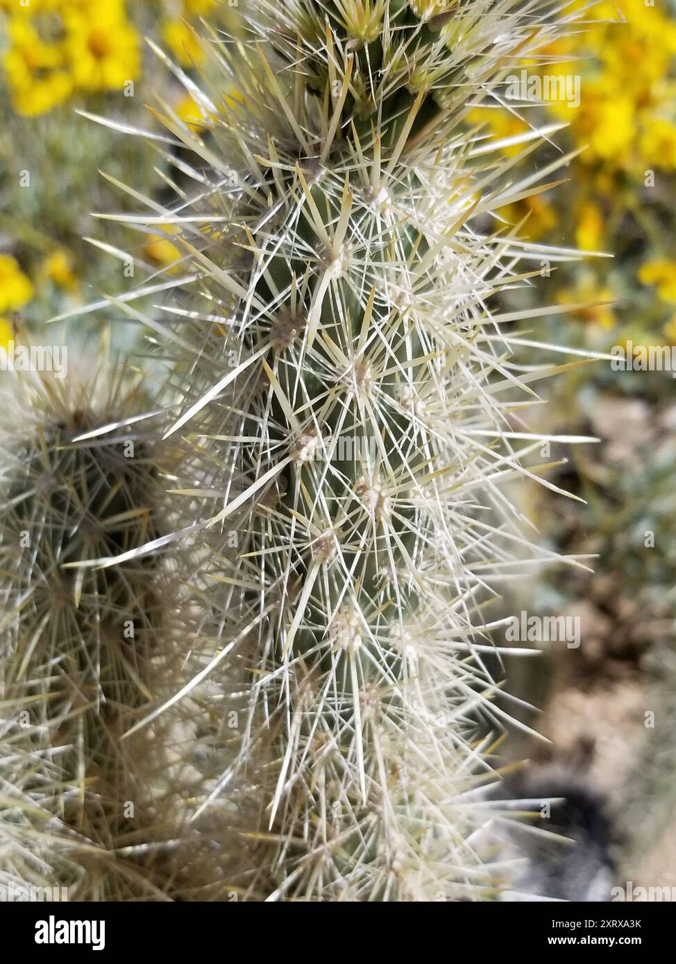 Silver Cholla (Cylindropuntia echinocarpa) Plantae Stock Photo - Alamy