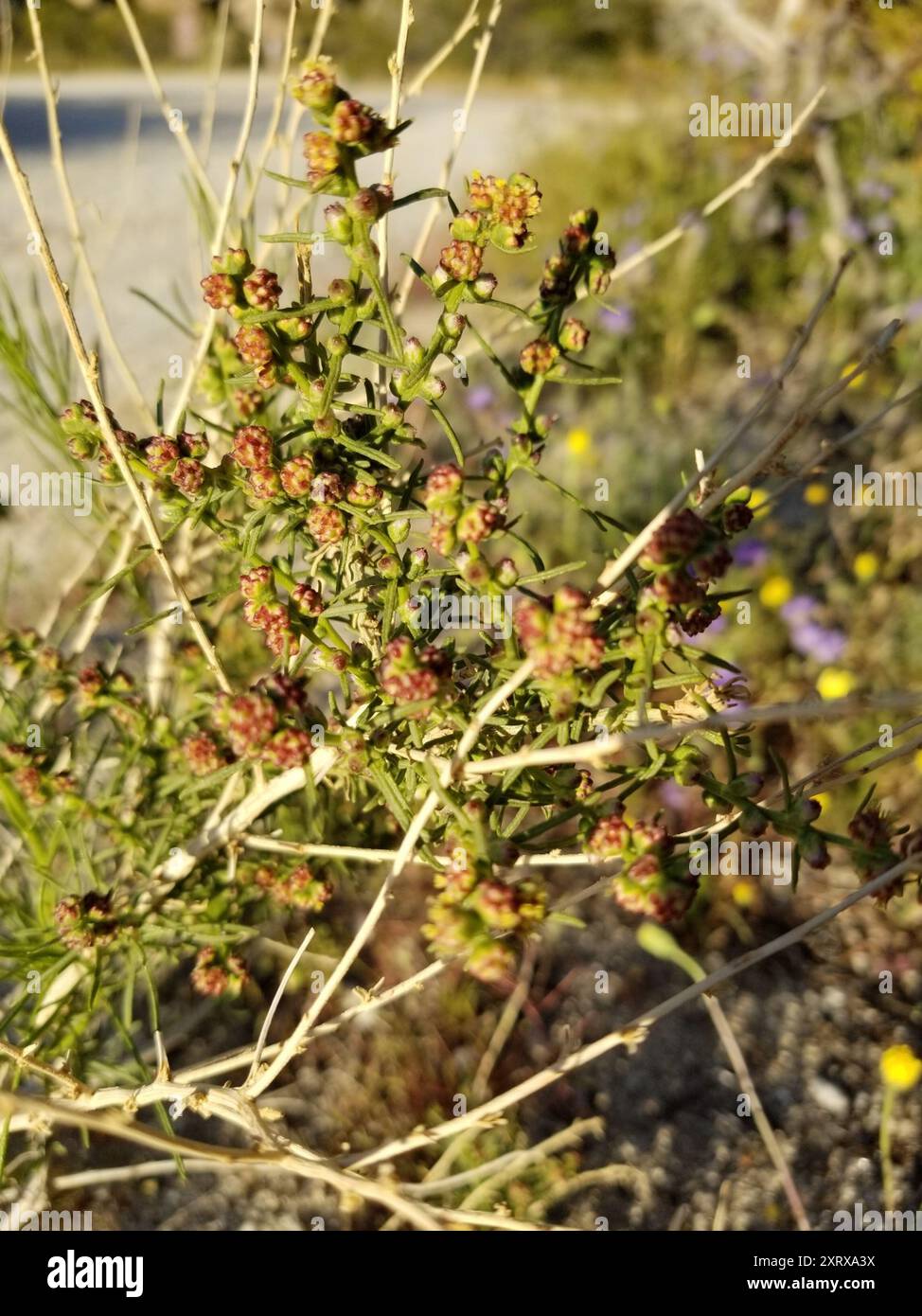 cheesebush (Ambrosia salsola salsola) Plantae Stock Photo - Alamy
