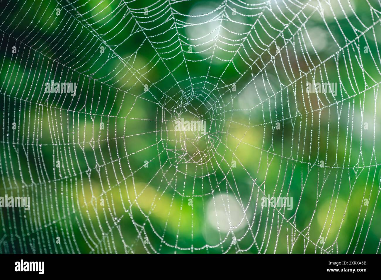 natural background. cobwebs in dew drops on a green plant Stock Photo ...