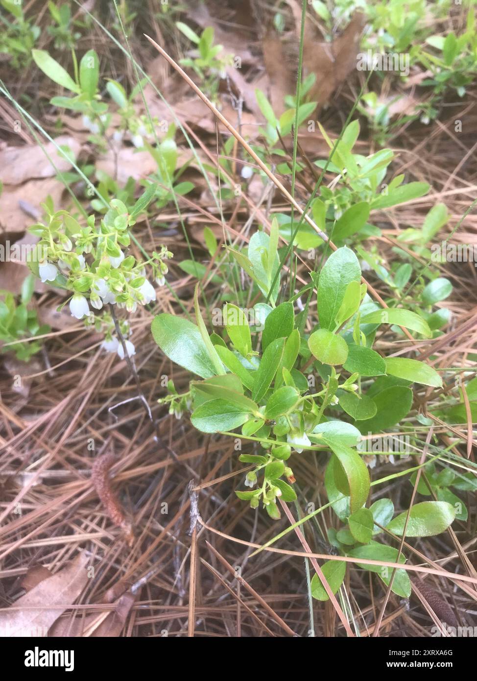 dwarf huckleberry (Gaylussacia dumosa) Plantae Stock Photo - Alamy