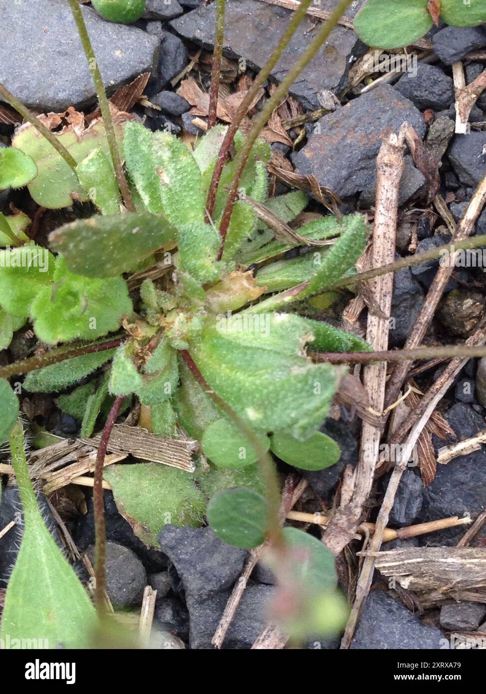 Common Whitlowgrass (Draba verna) Plantae Stock Photo - Alamy