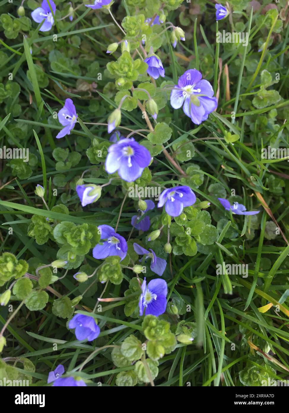 Slender speedwell (Veronica filiformis) Plantae Stock Photo - Alamy