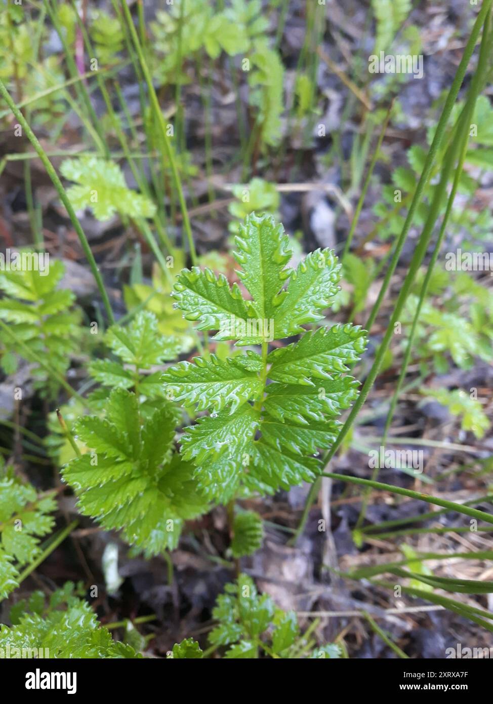 common silverweed (Argentina anserina) Plantae Stock Photo - Alamy