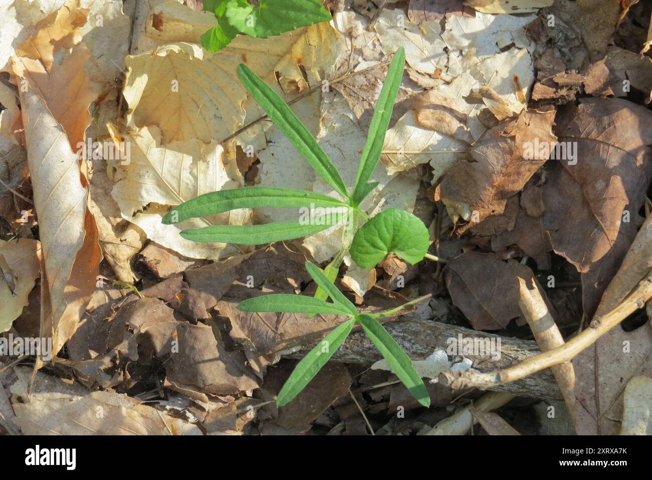 Slender toothwort (Cardamine angustata) Plantae Stock Photo - Alamy