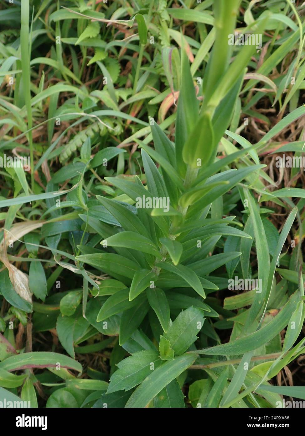 (Lilium longiflorum scabrum) Plantae Stock Photo - Alamy