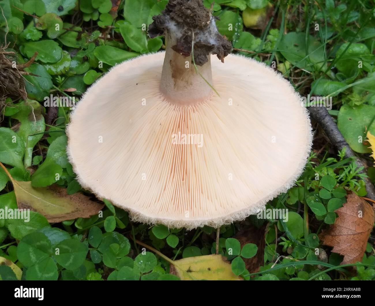 Downy milk cap (Lactarius pubescens) Fungi Stock Photo - Alamy