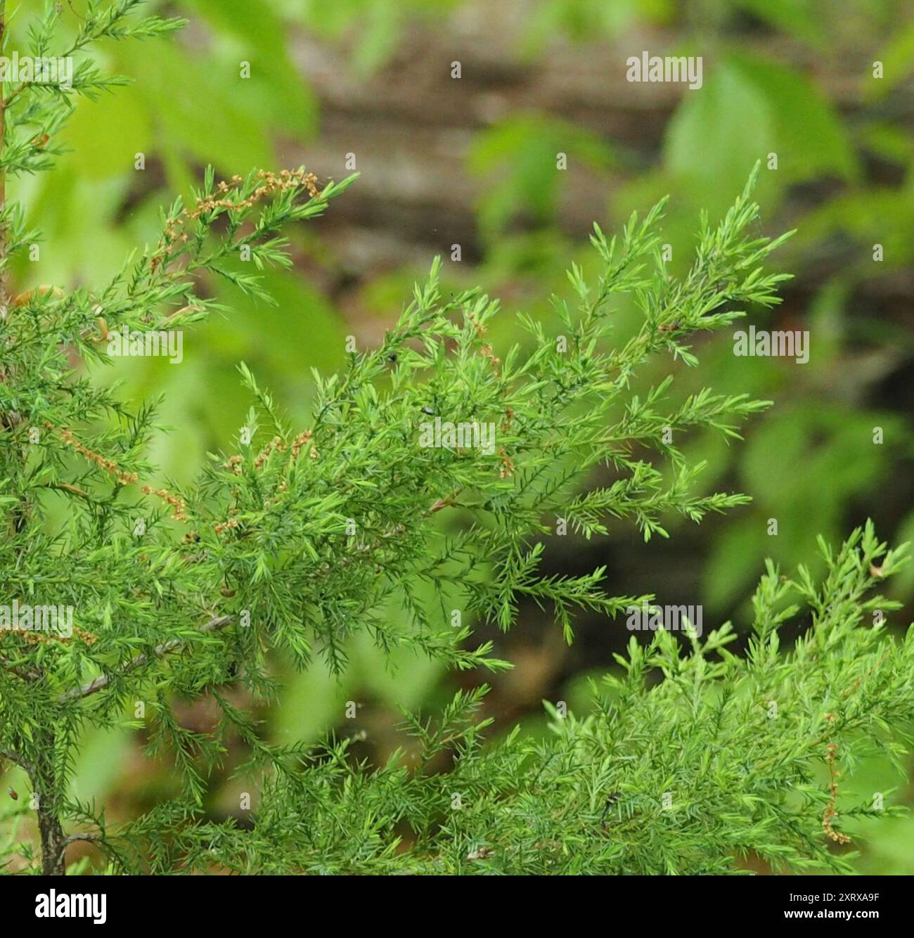 eastern redcedar (Juniperus virginiana) Plantae Stock Photo - Alamy