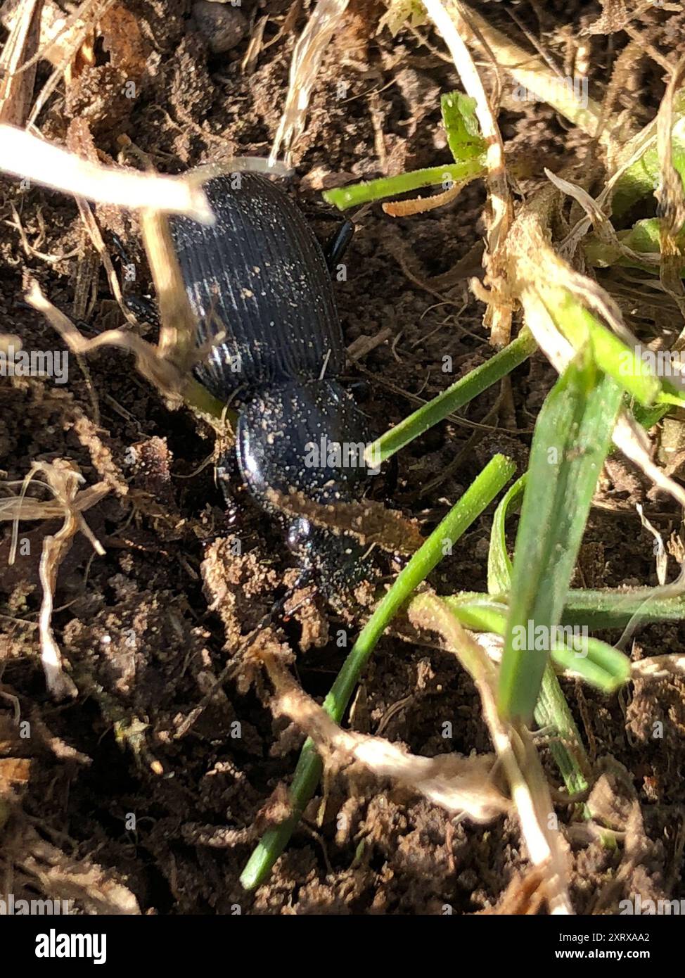 Rain Beetle (Pterostichus melanarius) Insecta Stock Photo - Alamy