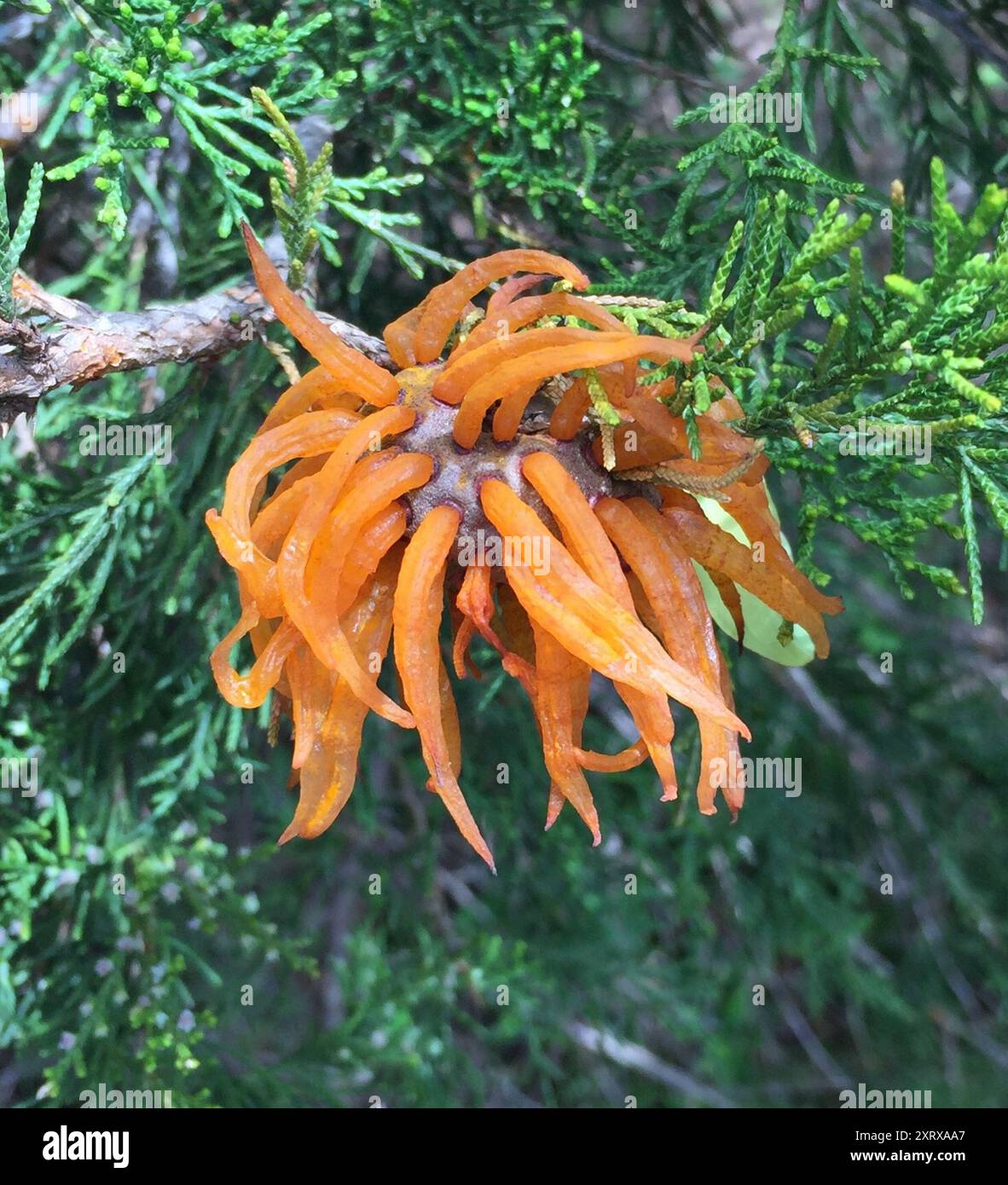 juniper-apple rust (Gymnosporangium juniperi-virginianae) Fungi Stock ...