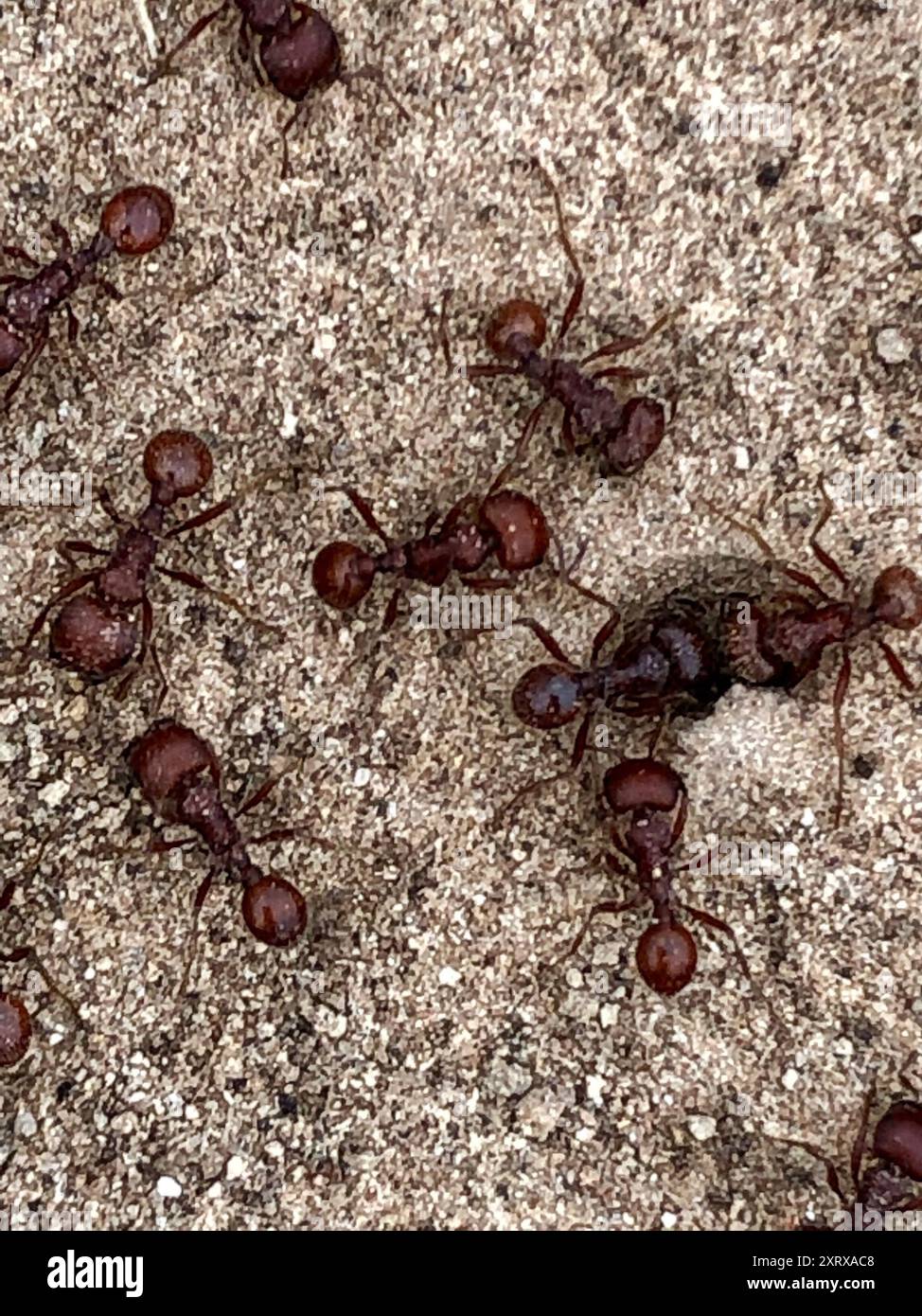 Typical American Harvester Ants (Pogonomyrmex) Insecta Stock Photo - Alamy