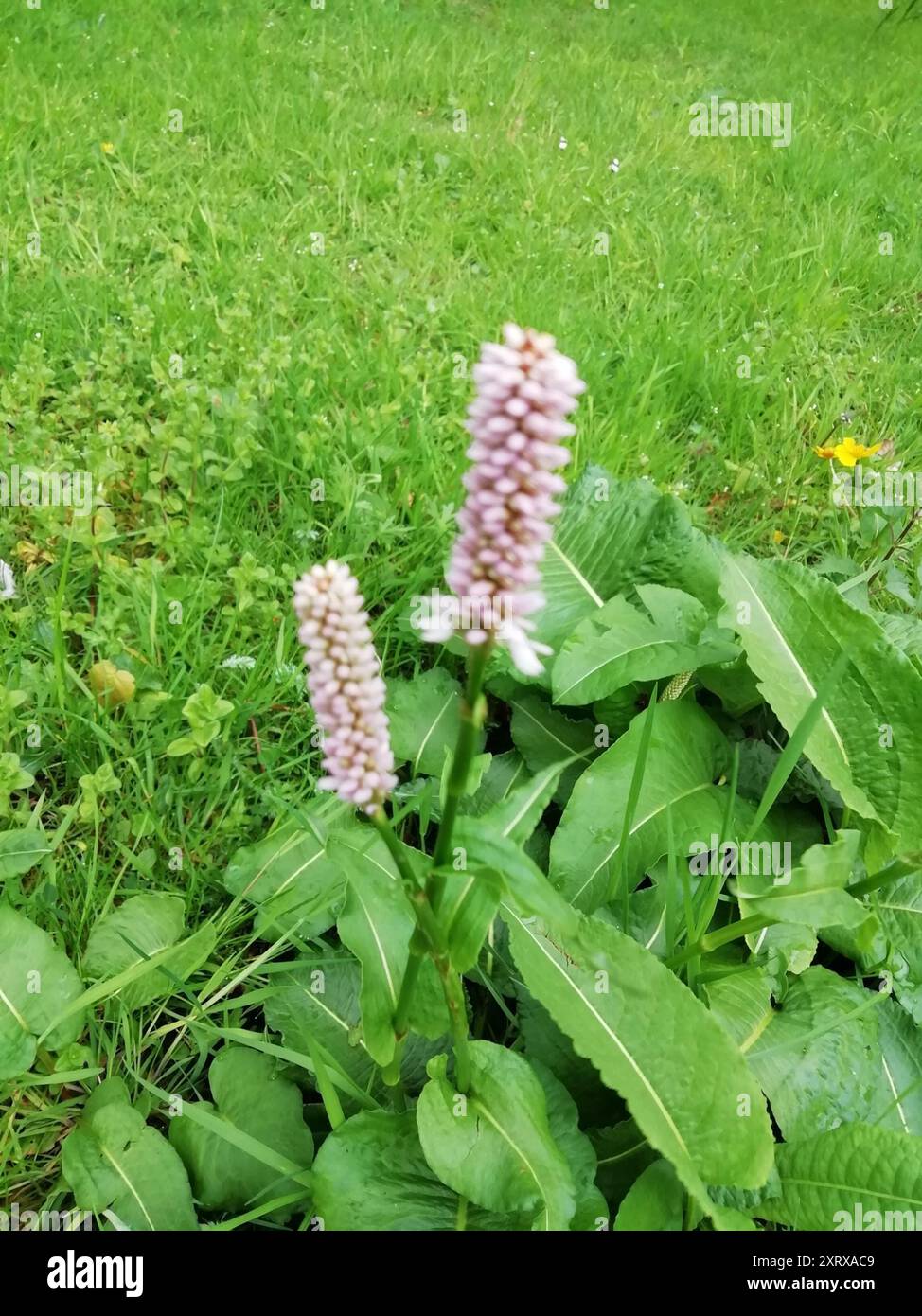 common bistort (Bistorta officinalis) Plantae Stock Photo - Alamy