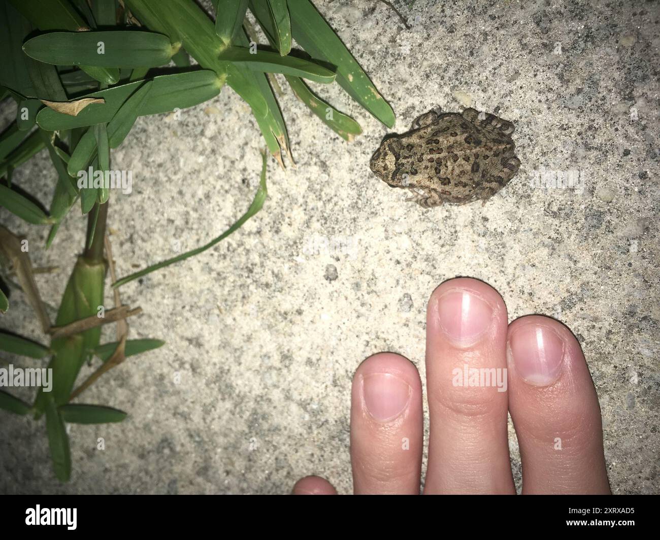 Cane Toad (Rhinella marina) Amphibia Stock Photo - Alamy