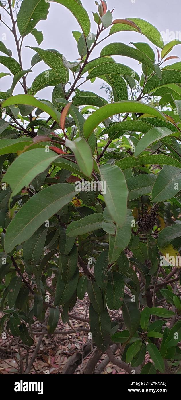 laurel sumac (Malosma laurina) Plantae Stock Photo - Alamy