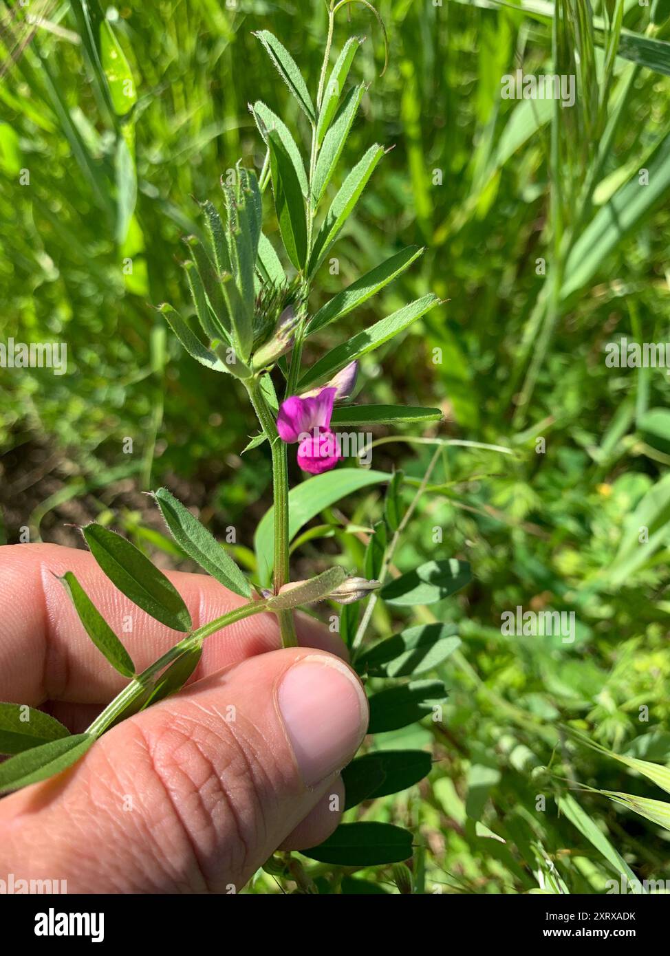 Common Vetch (Vicia sativa) Plantae Stock Photo - Alamy