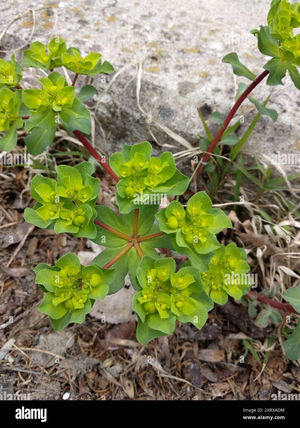 Sun spurge (Euphorbia helioscopia) Plantae Stock Photo - Alamy