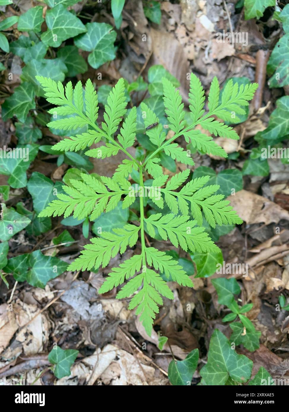 rattlesnake fern (Botrypus virginianus) Plantae Stock Photo - Alamy