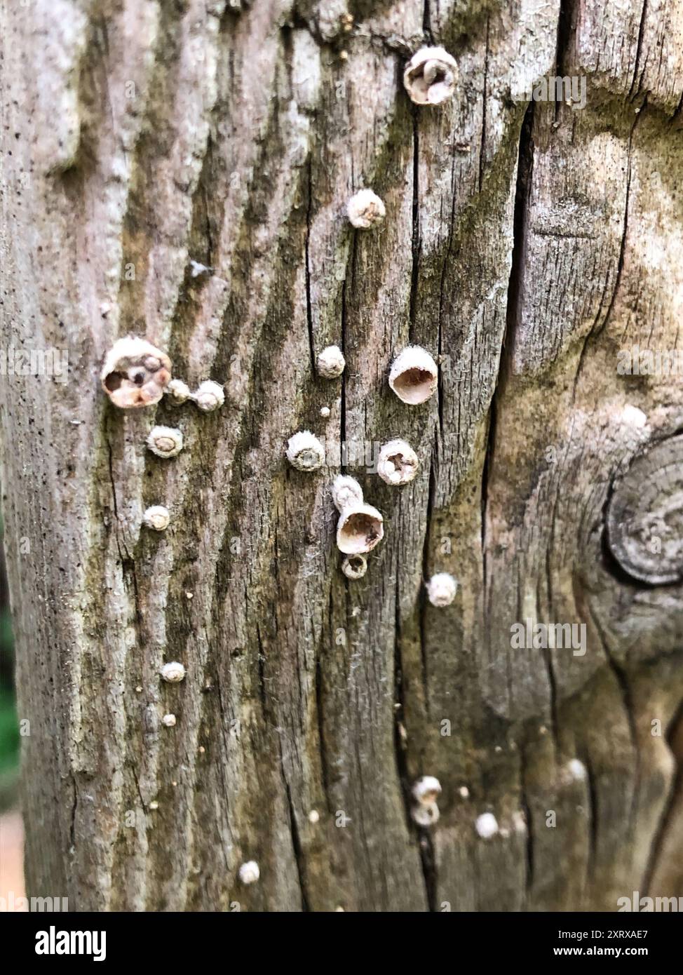 bird's nest fungi (Nidulariaceae) Fungi Stock Photo - Alamy