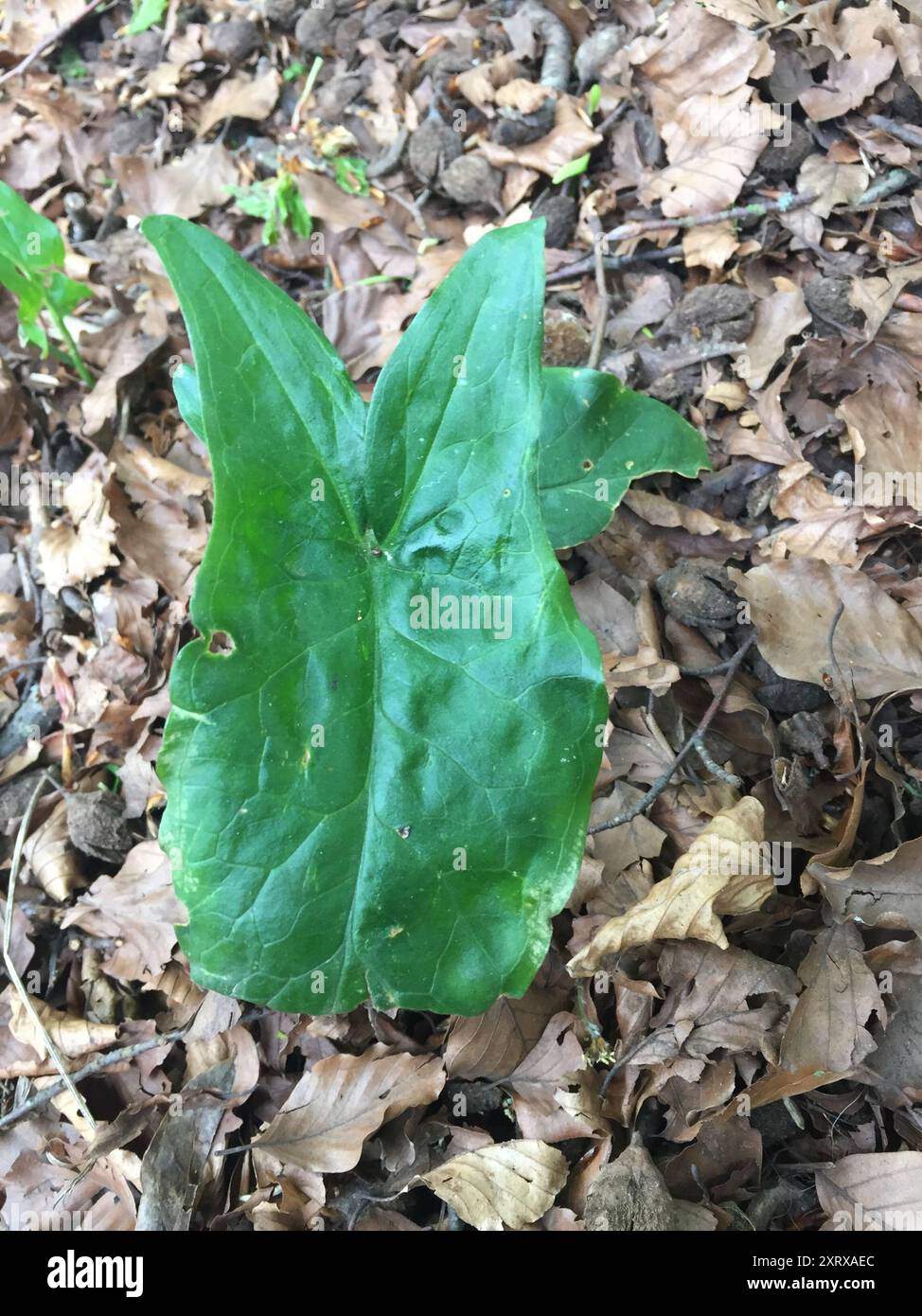 Cuckoo-pint (Arum maculatum) Plantae Stock Photo - Alamy