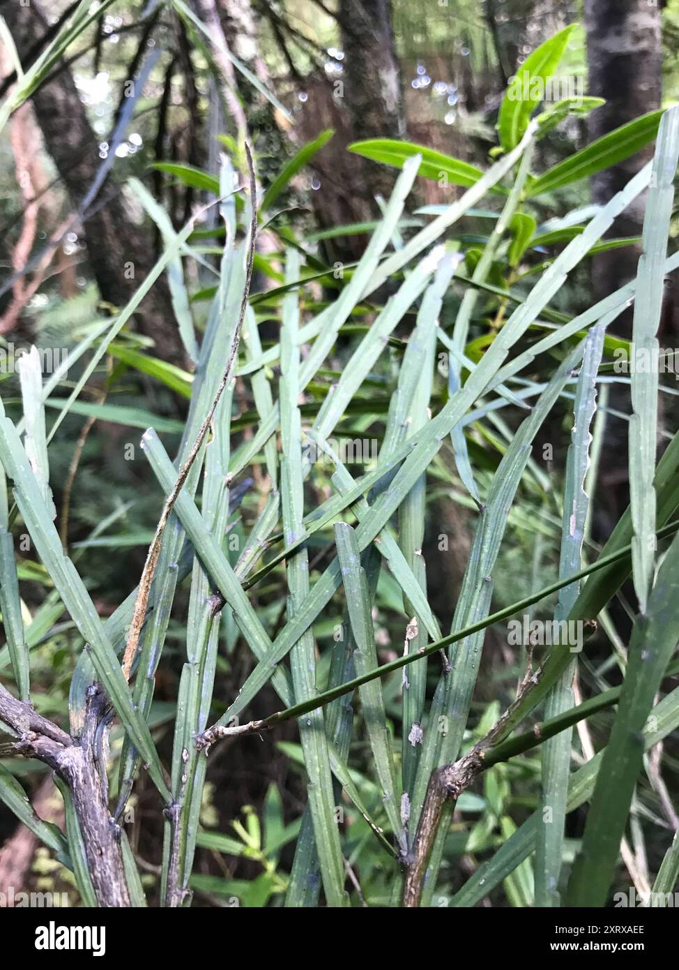 New Zealand common broom (Carmichaelia australis) Plantae Stock Photo ...