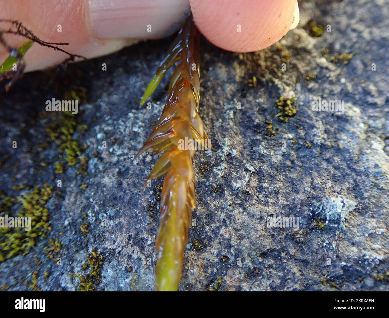 Willow Moss (Fontinalis antipyretica) Plantae Stock Photo - Alamy
