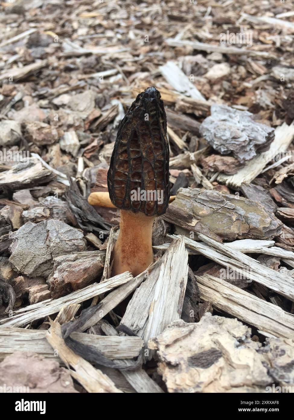 Landscaping Black Morel (Morchella importuna) Fungi Stock Photo - Alamy