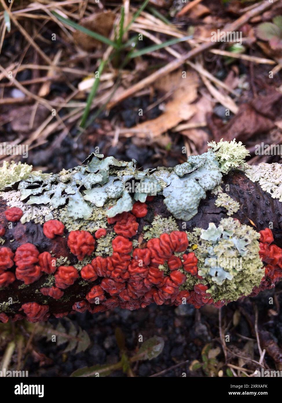 Peniophora rufa hi-res stock photography and images - Alamy