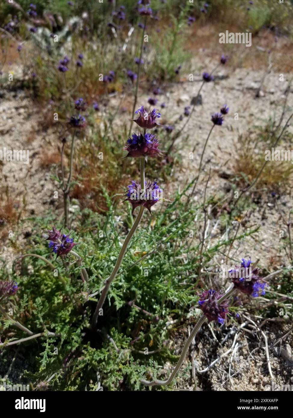 Chia (Salvia columbariae) Plantae Stock Photo - Alamy