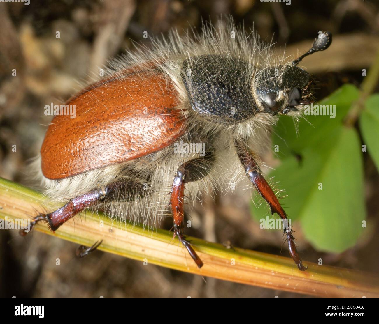 Little Bear (Paracotalpa ursina) Insecta Stock Photo - Alamy