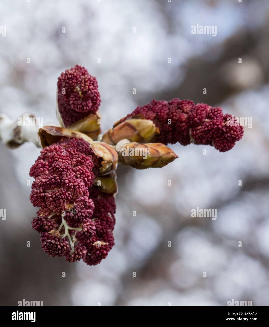 Eastern Cottonwood (Populus deltoides) Plantae Stock Photo - Alamy