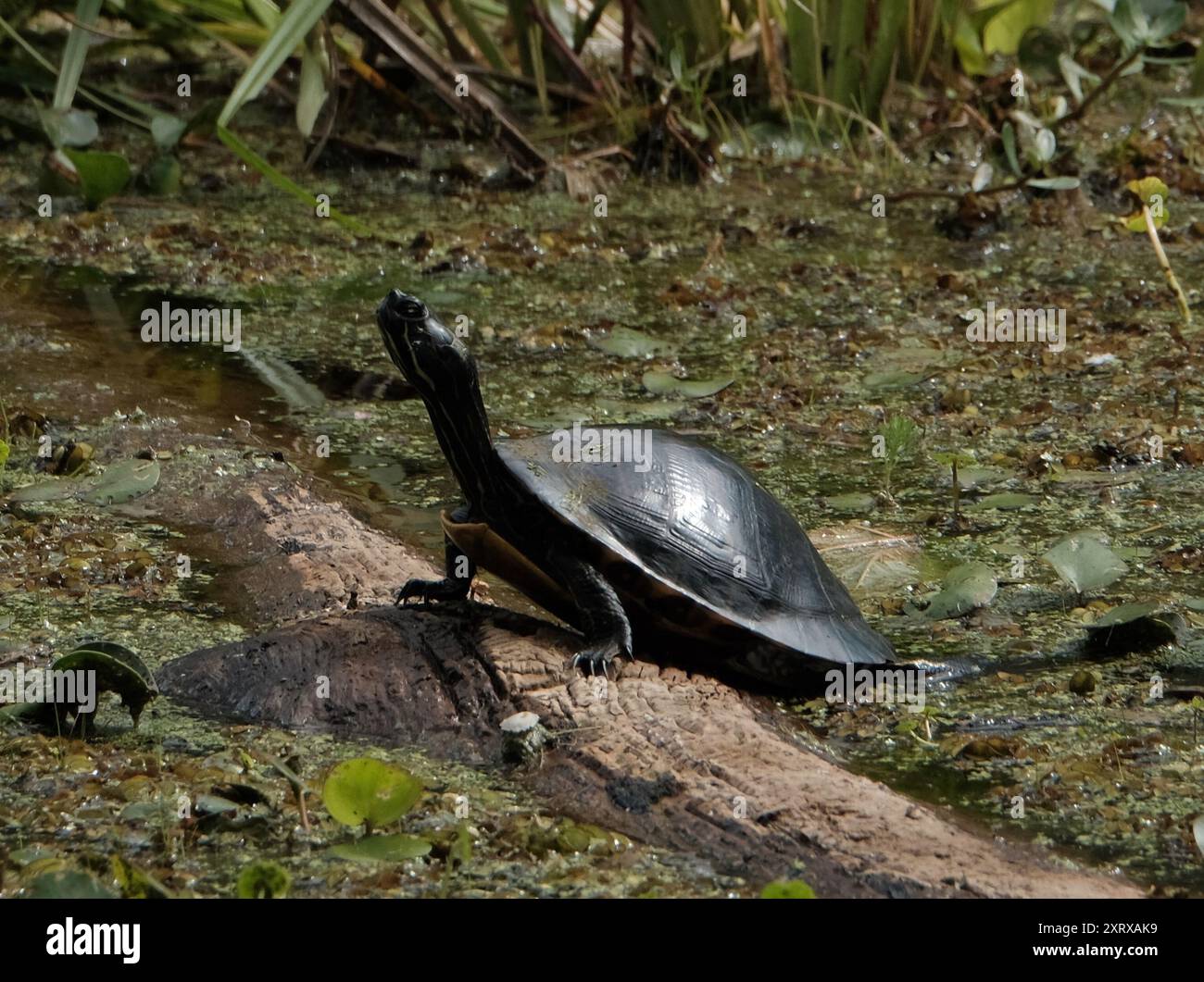 River Cooter (Pseudemys concinna) Reptilia Stock Photo - Alamy