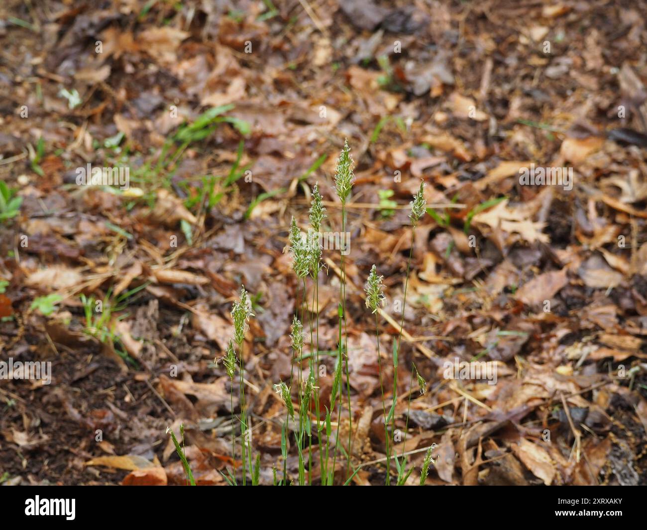 grasses, sedges, cattails, and allies (Poales) Plantae Stock Photo - Alamy