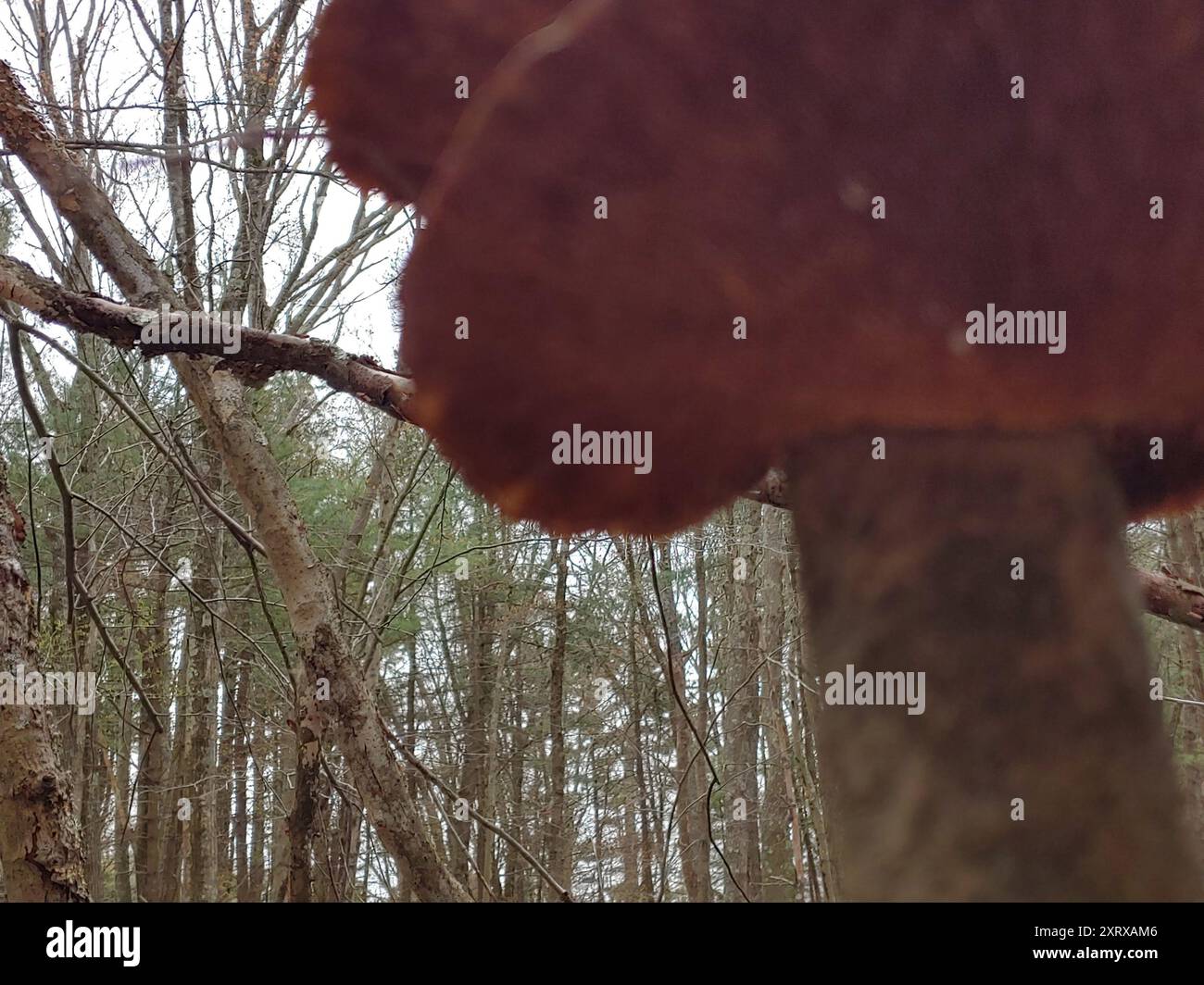 Thin-walled Maze Polypore (Daedaleopsis confragosa) Fungi Stock Photo ...