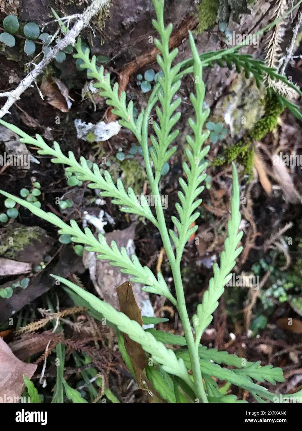drooping spleenwort (Asplenium flaccidum) Plantae Stock Photo - Alamy