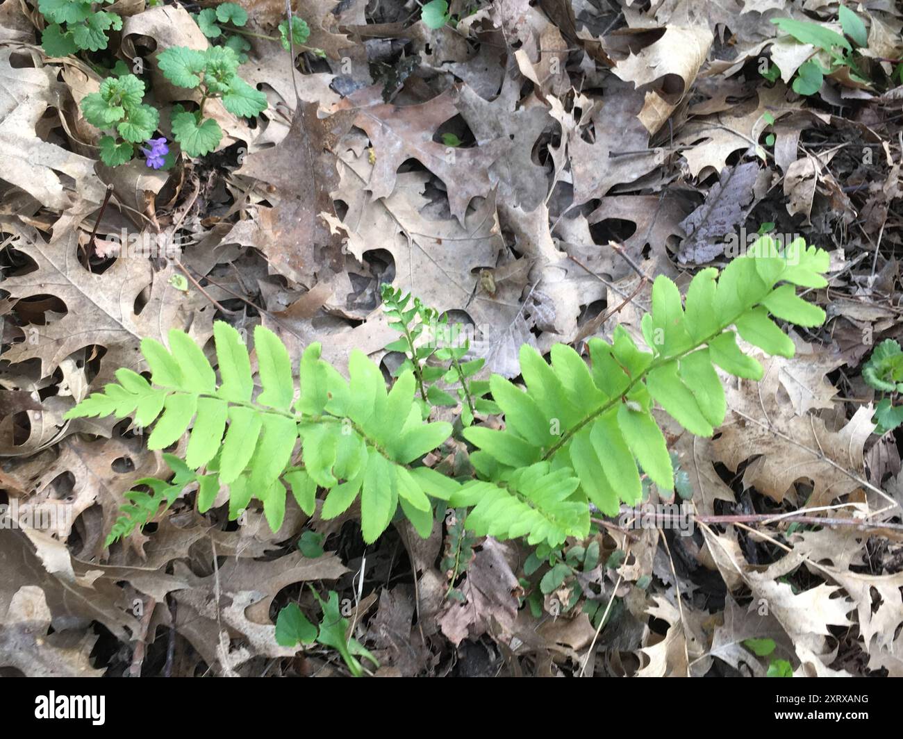 Christmas fern (Polystichum acrostichoides) Plantae Stock Photo - Alamy