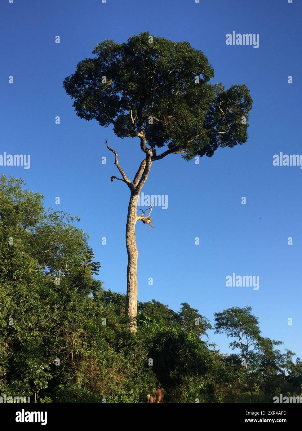 Aspidosperma polyneuron hi-res stock photography and images - Alamy