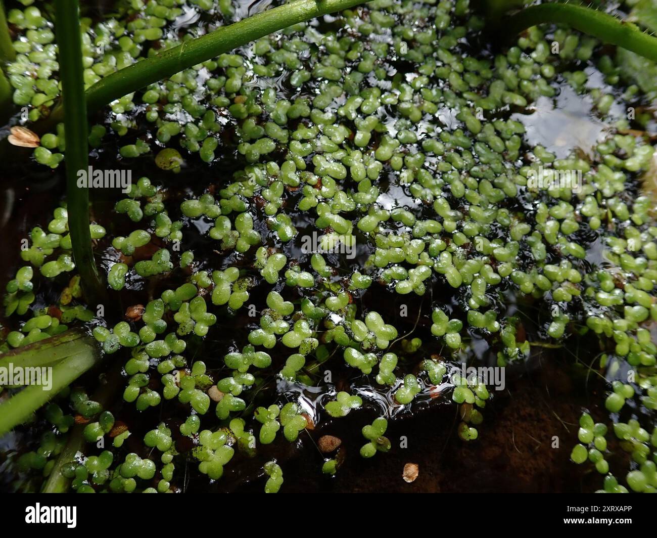 turion duckweed (Lemna turionifera) Plantae Stock Photo - Alamy