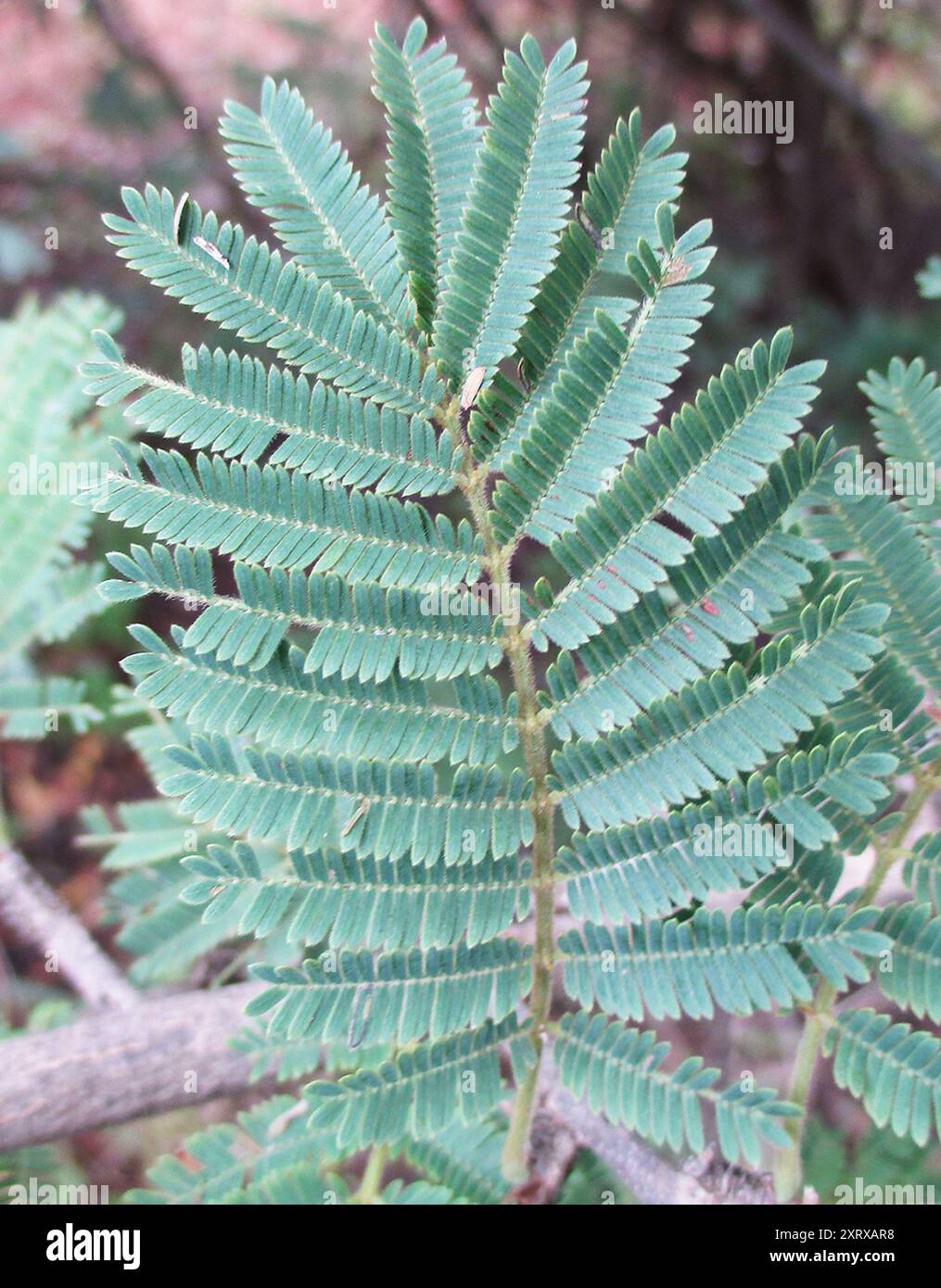 Weeping wattle (Peltophorum africanum) Plantae Stock Photo - Alamy