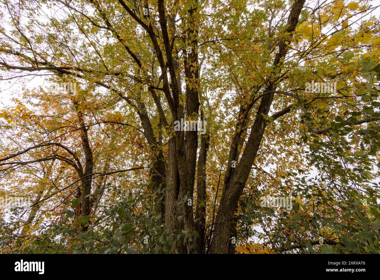 Maple trees turning yellow in th autumn Stock Photo - Alamy