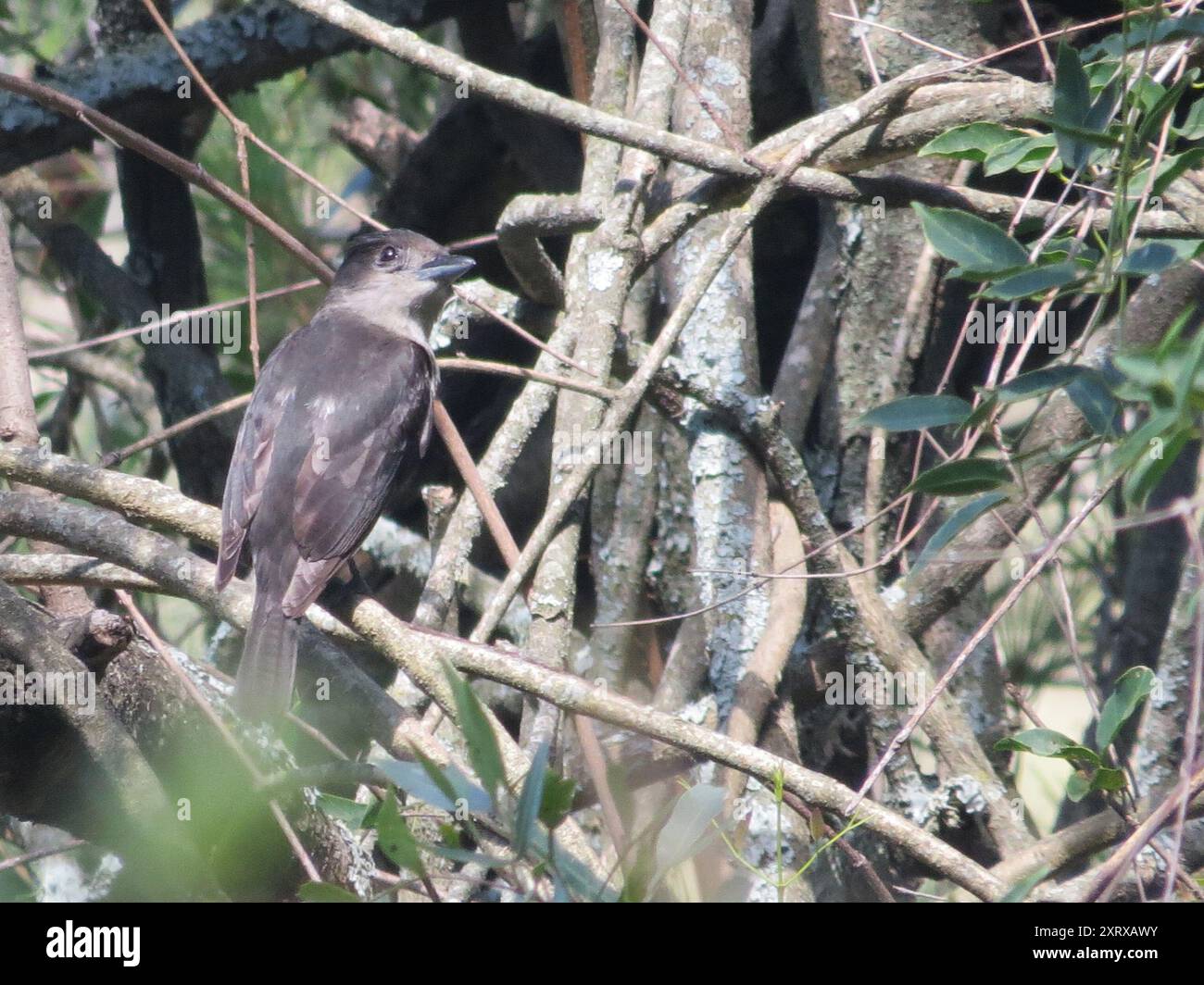 Crested Becard (Pachyramphus validus) Aves Stock Photo - Alamy
