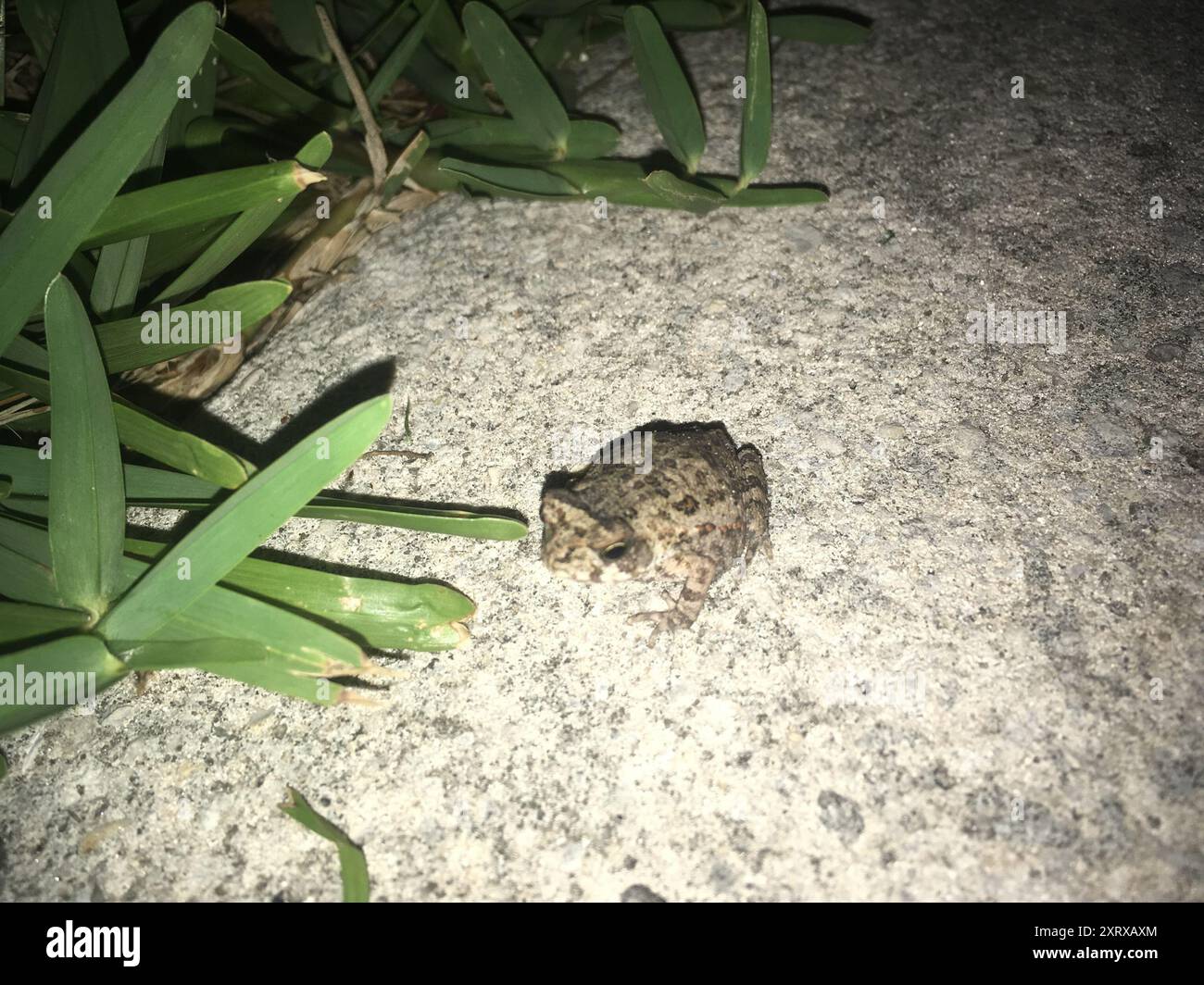 Cane Toad (Rhinella marina) Amphibia Stock Photo - Alamy