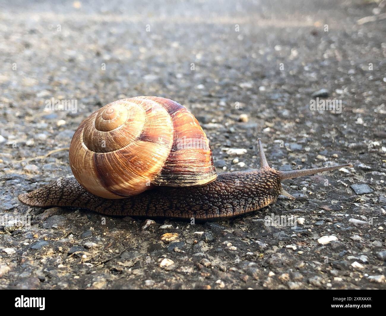 Turkish Snail (Helix lucorum) Mollusca Stock Photo - Alamy