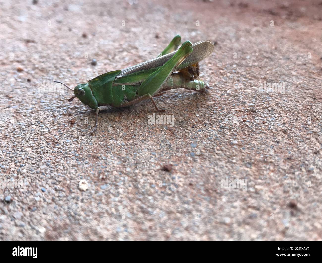Green-striped Grasshopper (Chortophaga viridifasciata) Insecta Stock ...