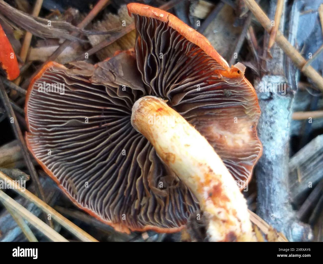 Chip Cherries (Leratiomyces ceres) Fungi Stock Photo - Alamy