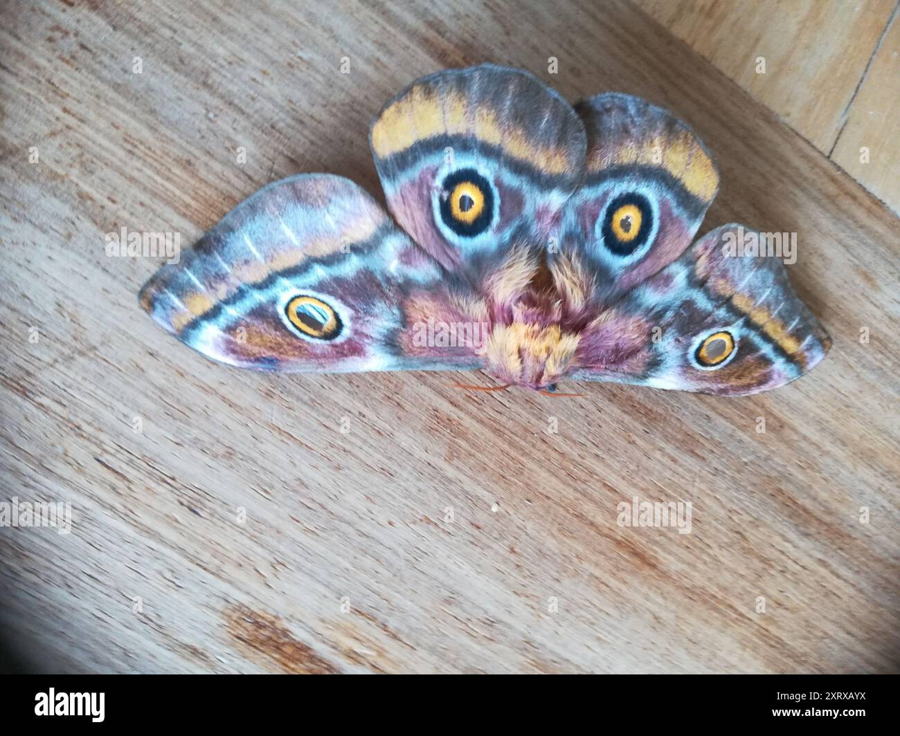 Pine Emperor (Nudaurelia cytherea) Insecta Stock Photo - Alamy