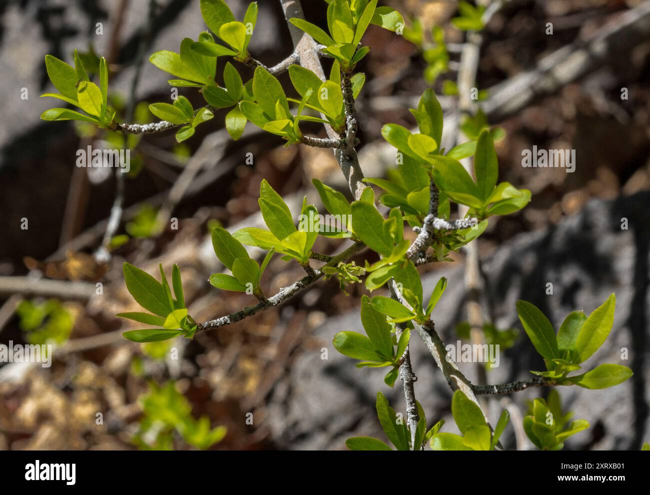 Stretchberry (Forestiera pubescens) Plantae Stock Photo - Alamy