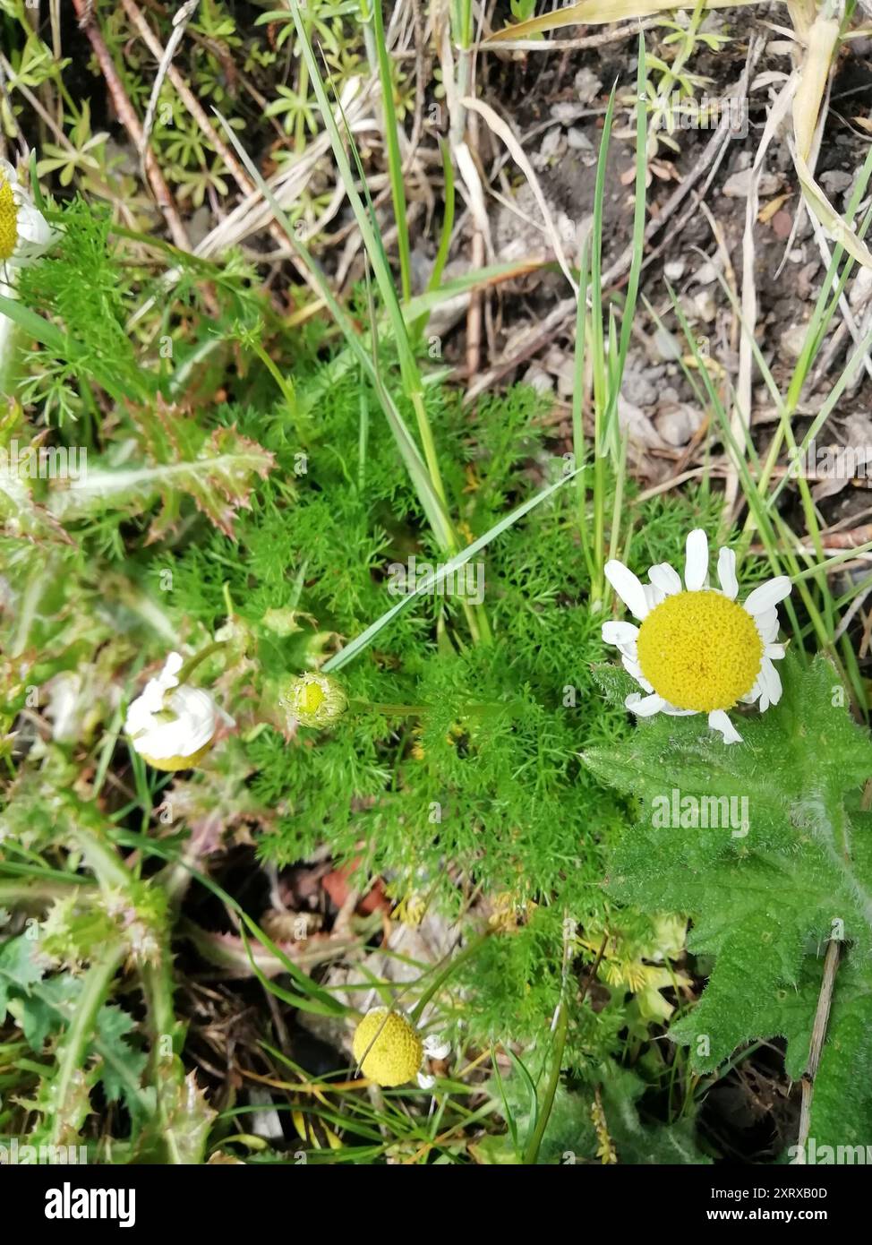 scentless mayweed (Tripleurospermum inodorum) Plantae Stock Photo - Alamy